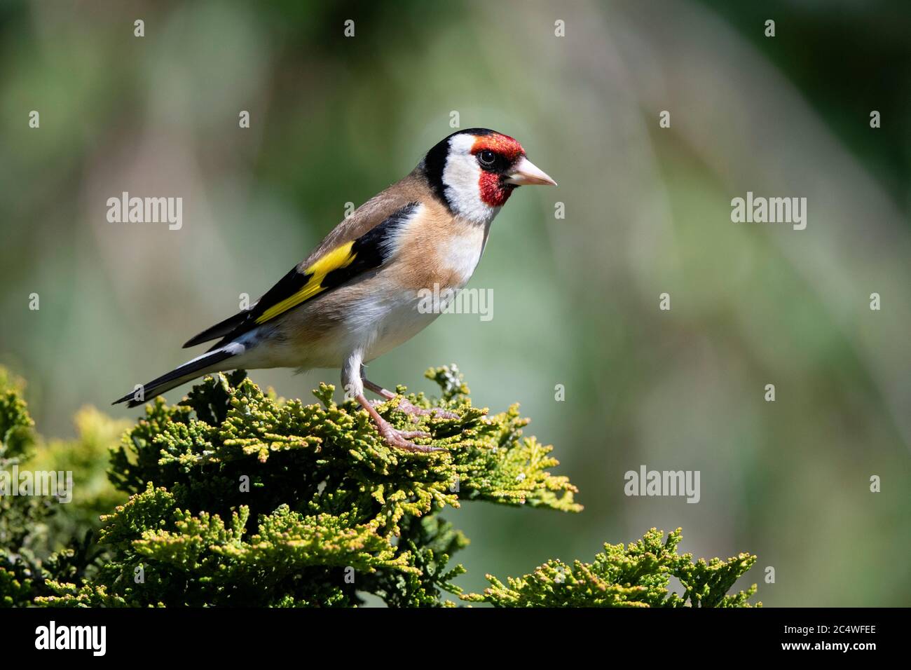 Mature goldfinch hi-res stock photography and images - Alamy