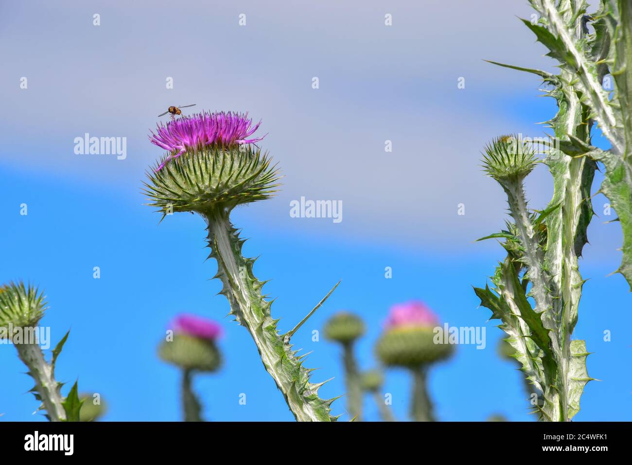 Giant thistle hi-res stock photography and images - Alamy