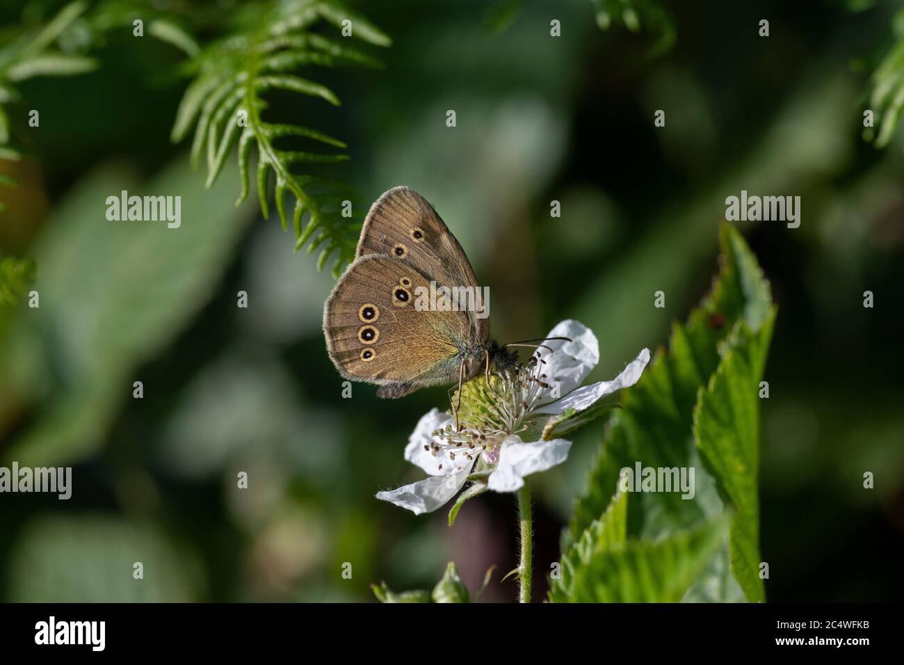 Ringlet butterfly (Aphantopus hyperantus) on Bramble flower Stock Photo ...