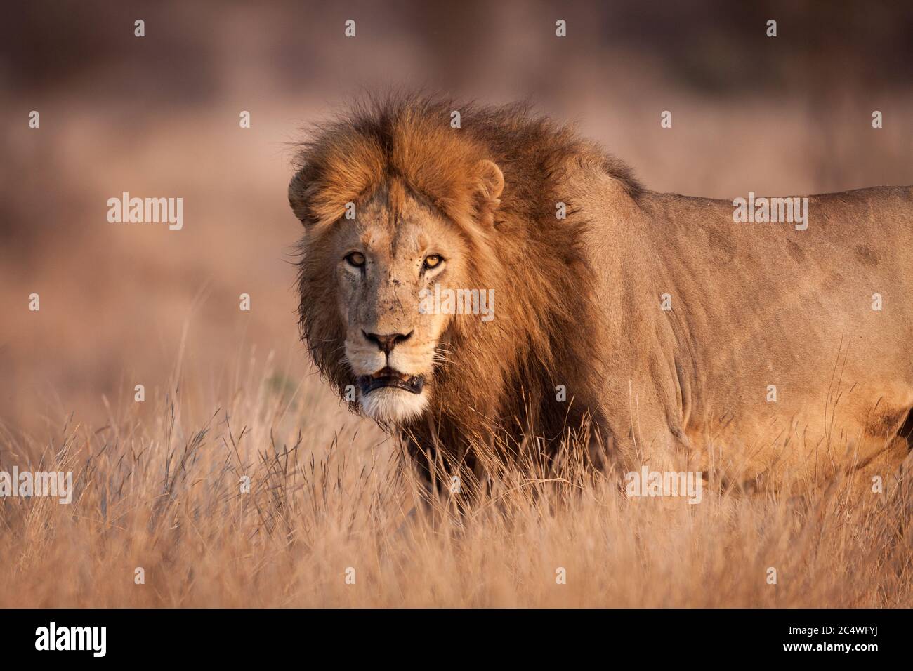 Lion Body Side Profile
