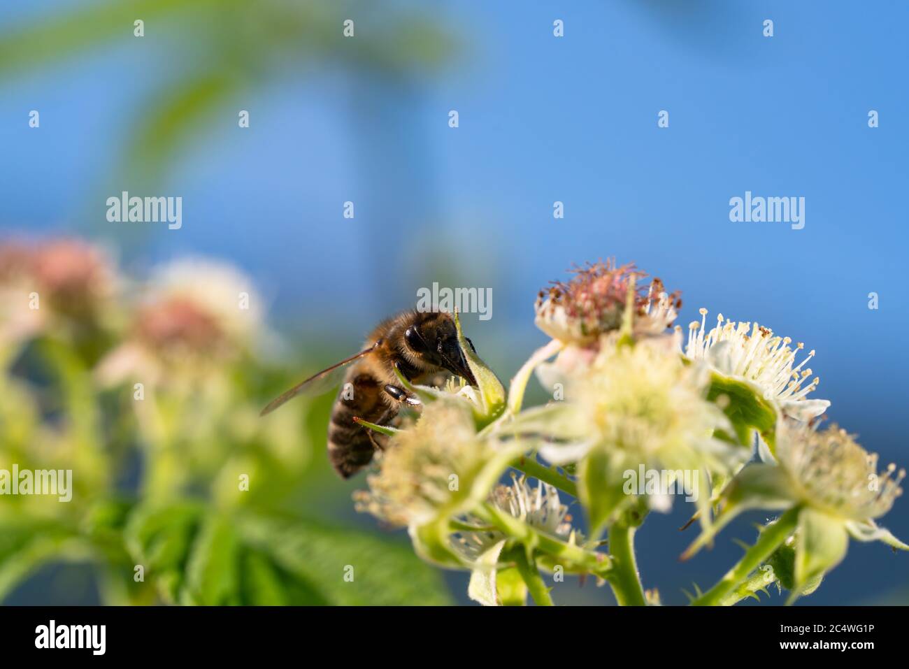 Honey bee collecting pollen from flowers Stock Photo - Alamy