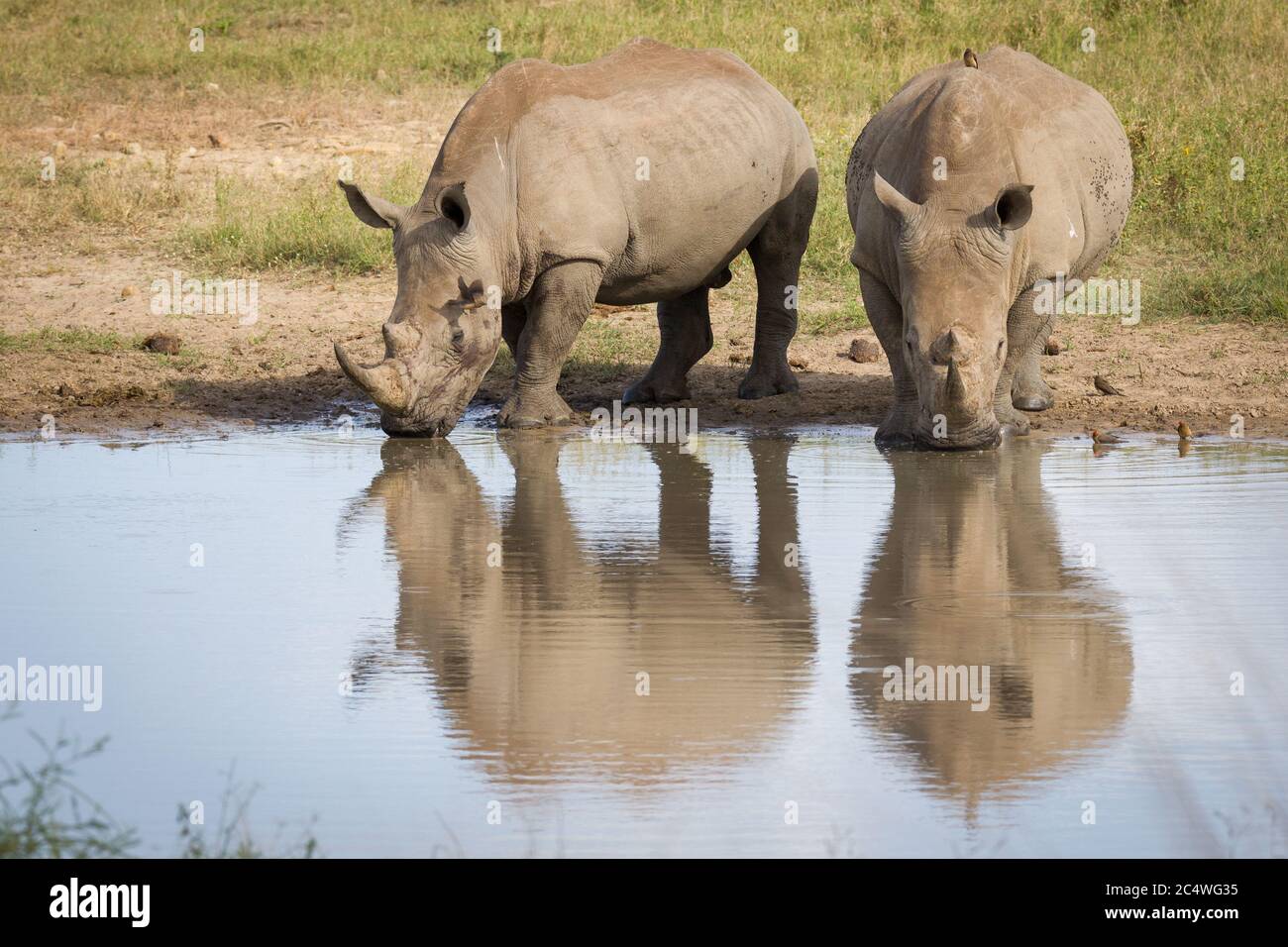 Two white rhino drinking water with red billed oxpeckers in Kruger Park ...