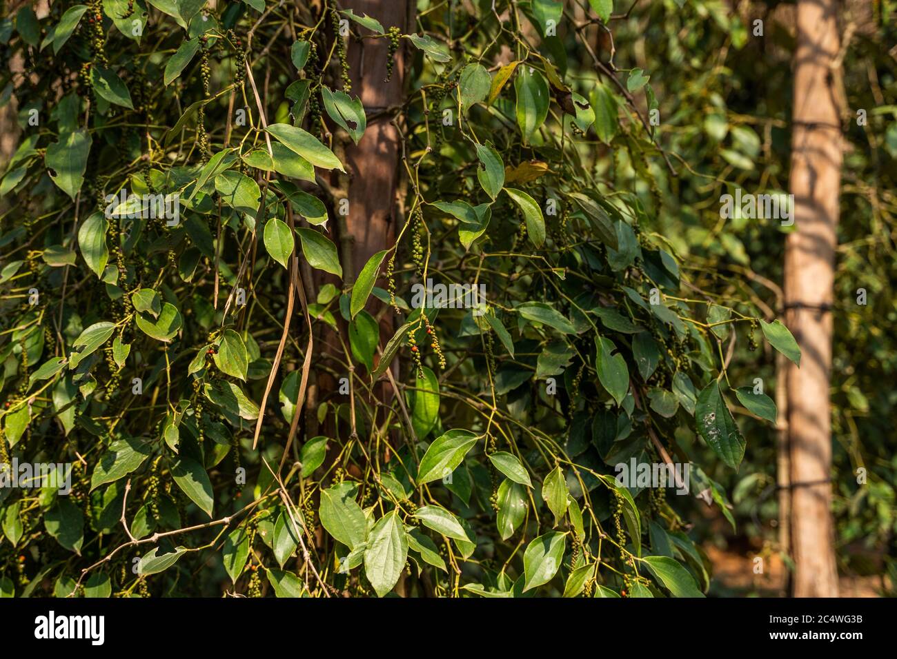 Black pepper trees piper nigrum hi-res stock photography and images - Alamy