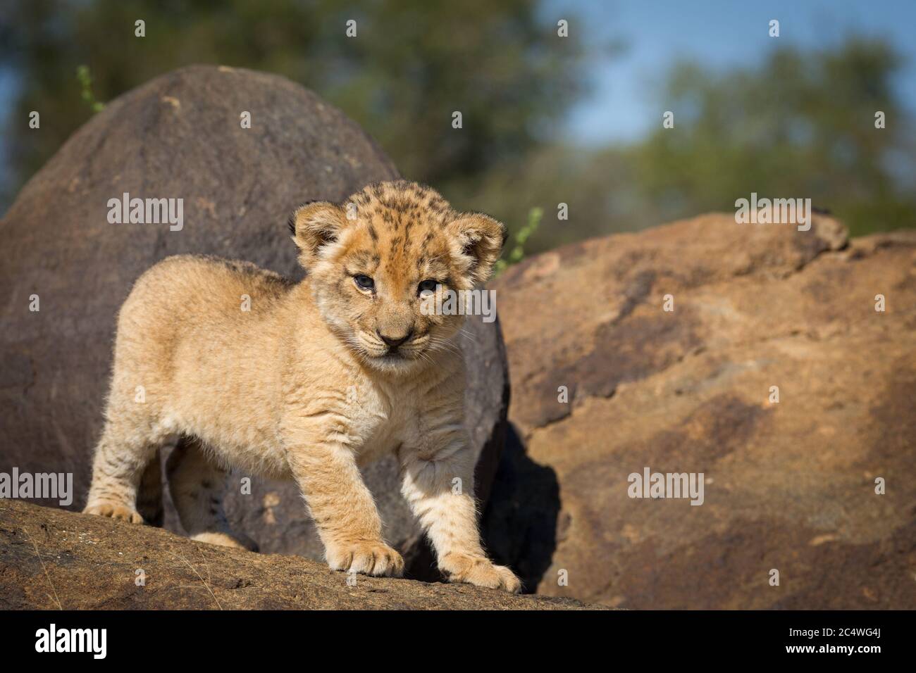 Giant Liger Standing