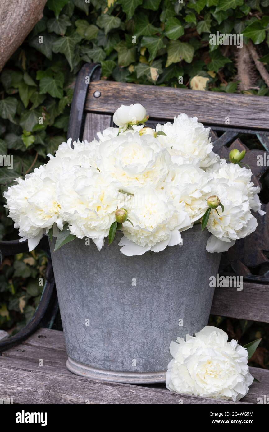 White flowers and bucket hi-res stock photography and images - Alamy