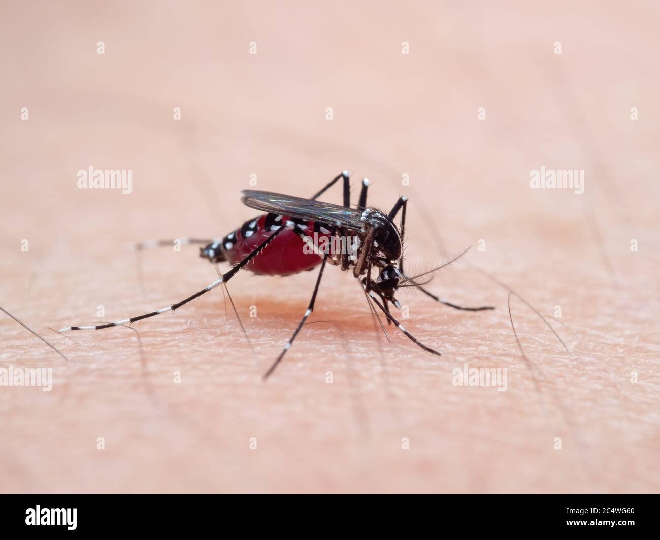 Macro Photography of Yellow Fever Mosquito Sucking Blood on Human Skin ...