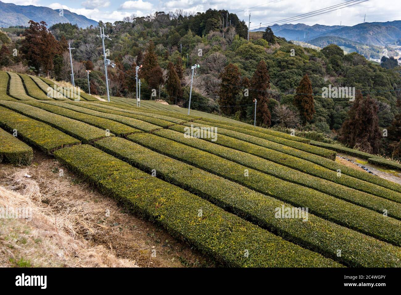 Uji tea hi-res stock photography and images - Alamy