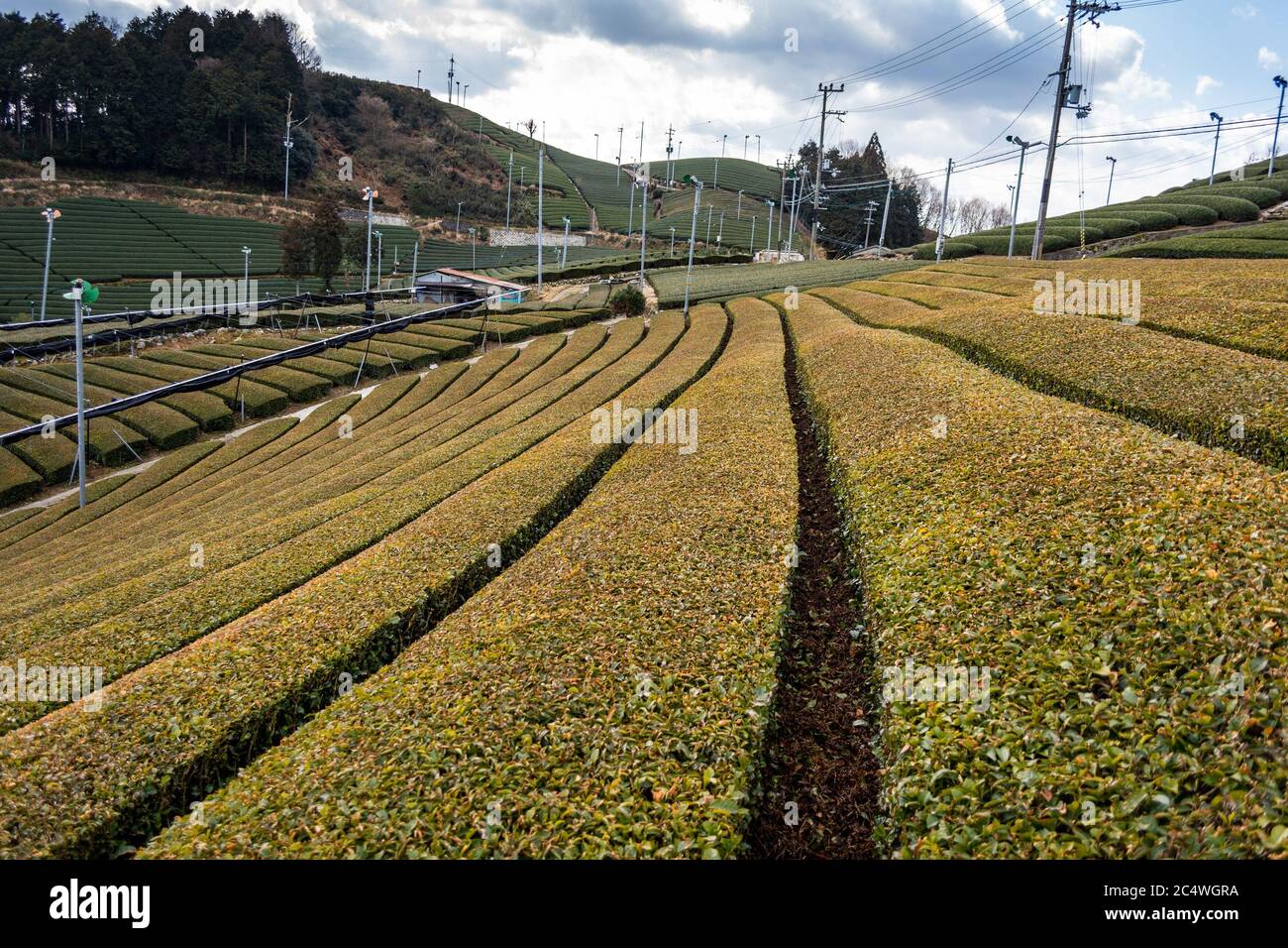 Ishidera Tea Fields of Green Uji Tea plantation in Wazuka town in Kyoto ...