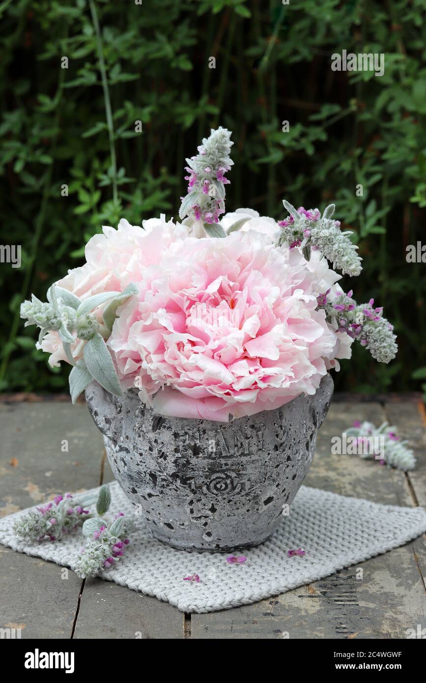 bouquet of pink peony flower and lamb´s ears in vintage vase Stock ...