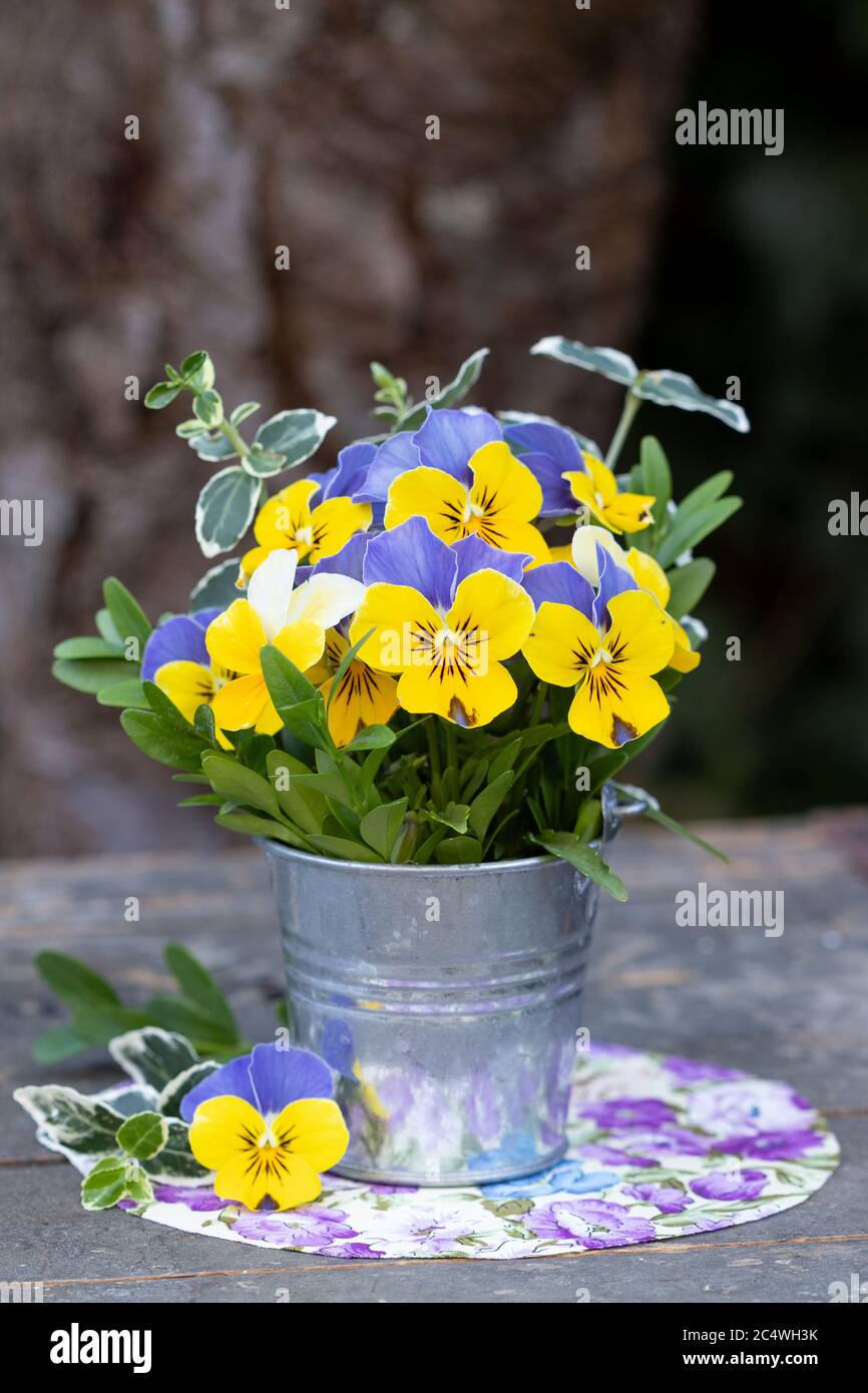 bouquet of viola flowers in yellow and purple in zinc pot Stock Photo ...