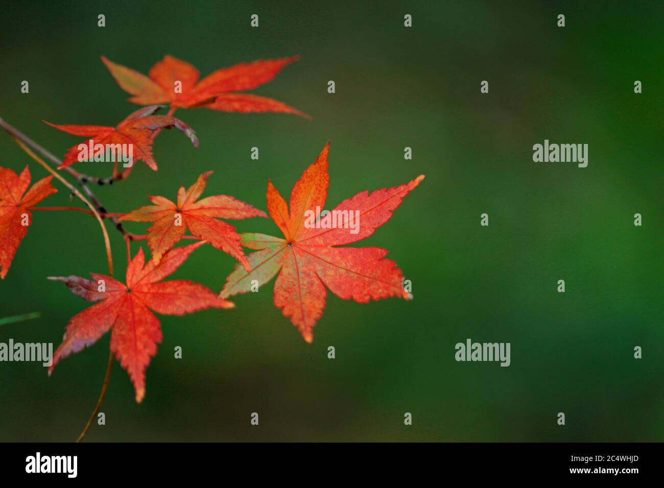 Close up photo of a maple leaf that turned red in autumn season Stock ...