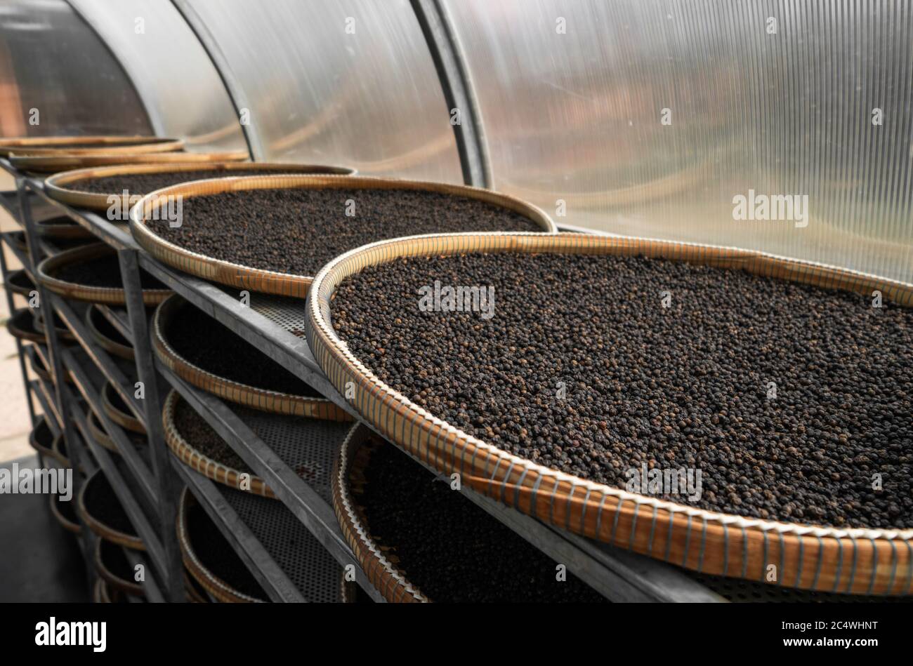 Black peppercorns drying in drying room or box on plates of reed on ...