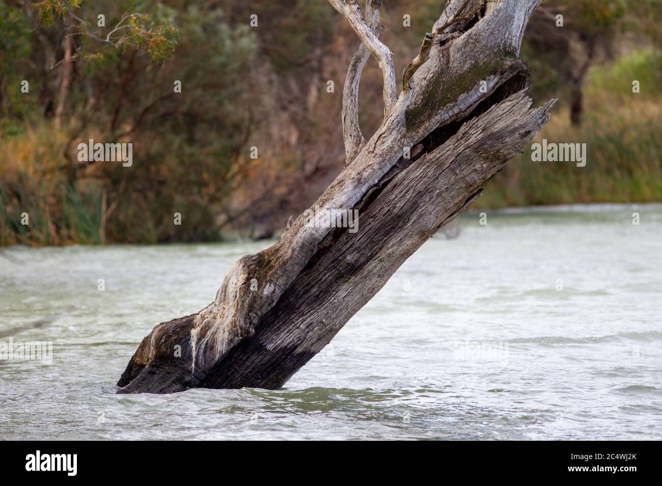 A dead tree in the river murray at cobdogla south australia on 22nd ...