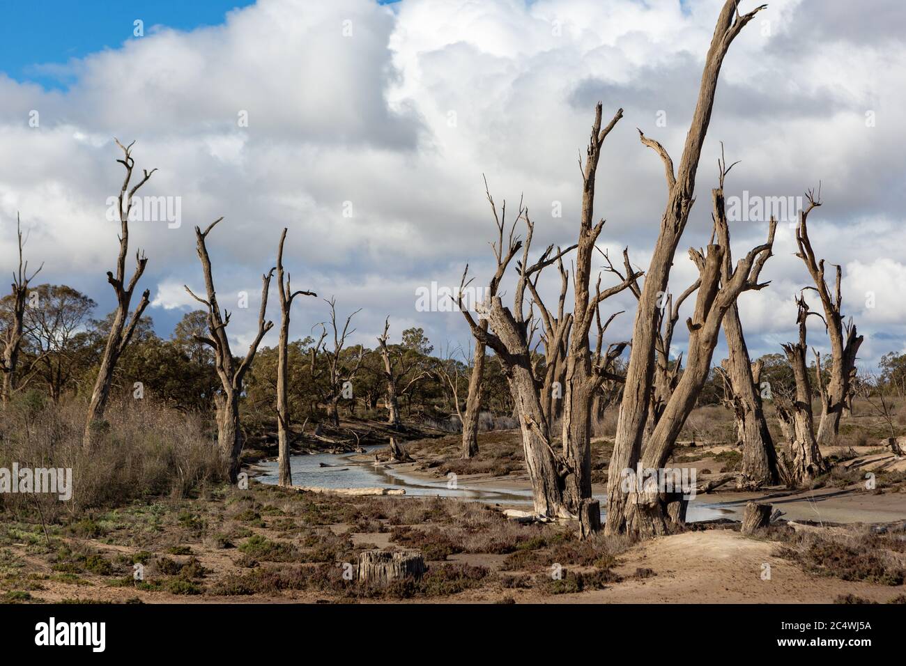Dead red gum trees inside the Murray River National Park near Renmark ...