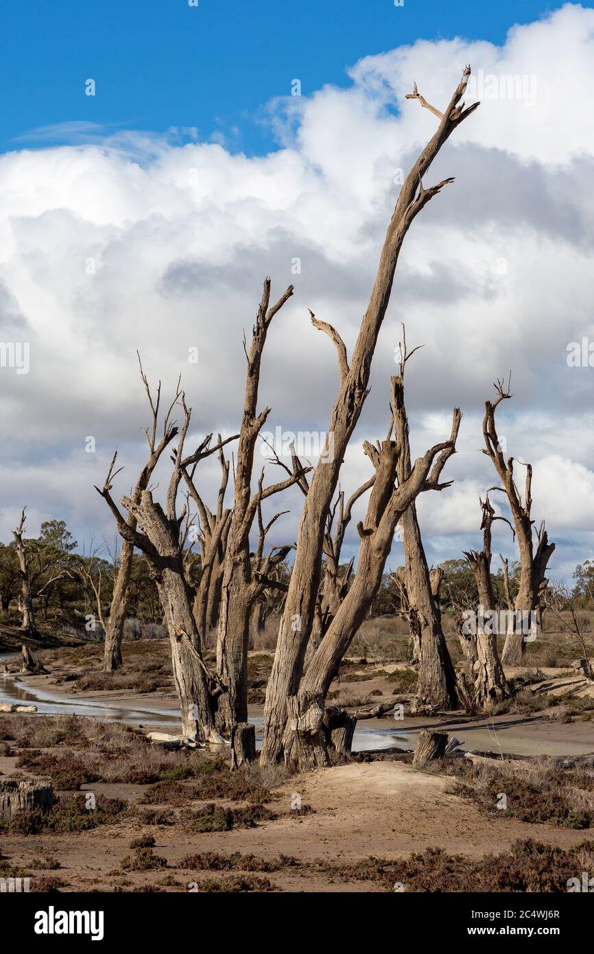 Dead red gum trees inside the Murray River National Park near Renmark ...