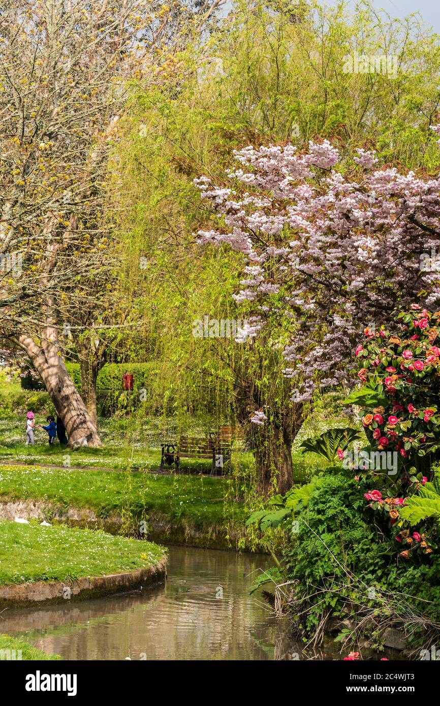 Trees and shrubs in Trenance Gardens in Newquay in Cornwall Stock Photo ...