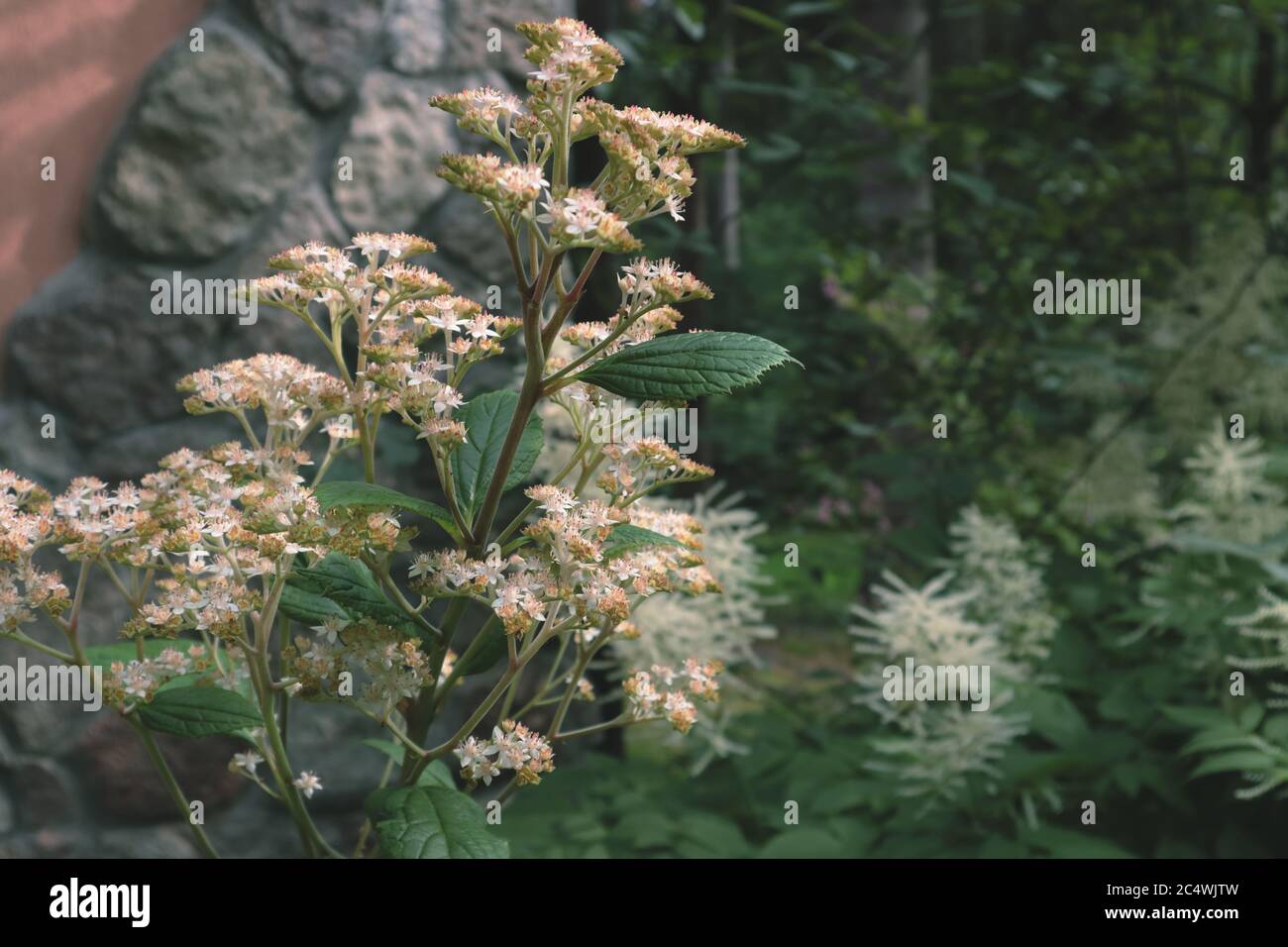 flowers in the garden with copy space against a stone wall Stock Photo ...