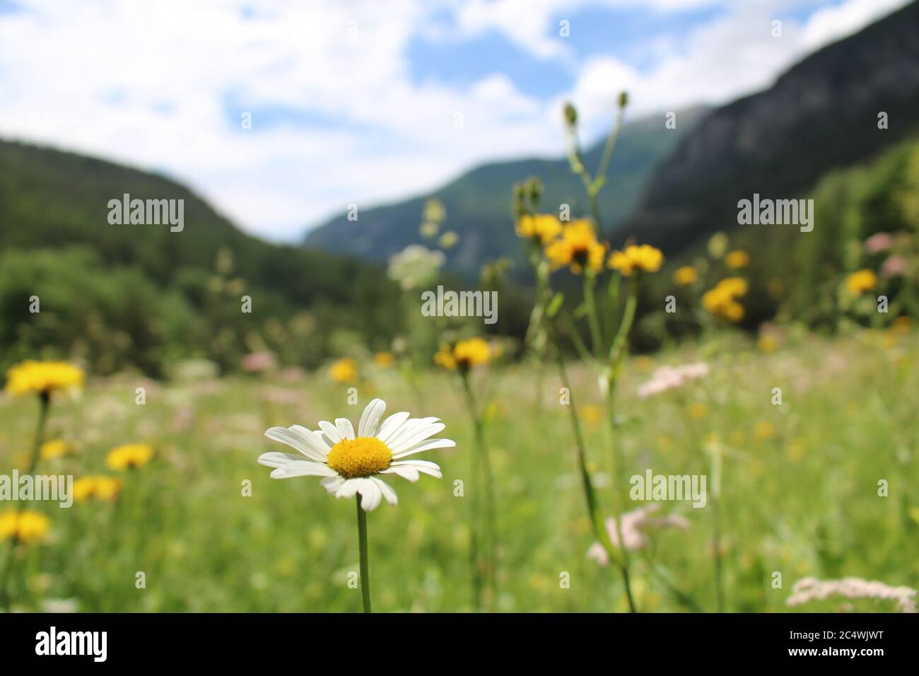 Alpine Wild Flower Meadow with Mountainous backdrop, Château-Queyras ...