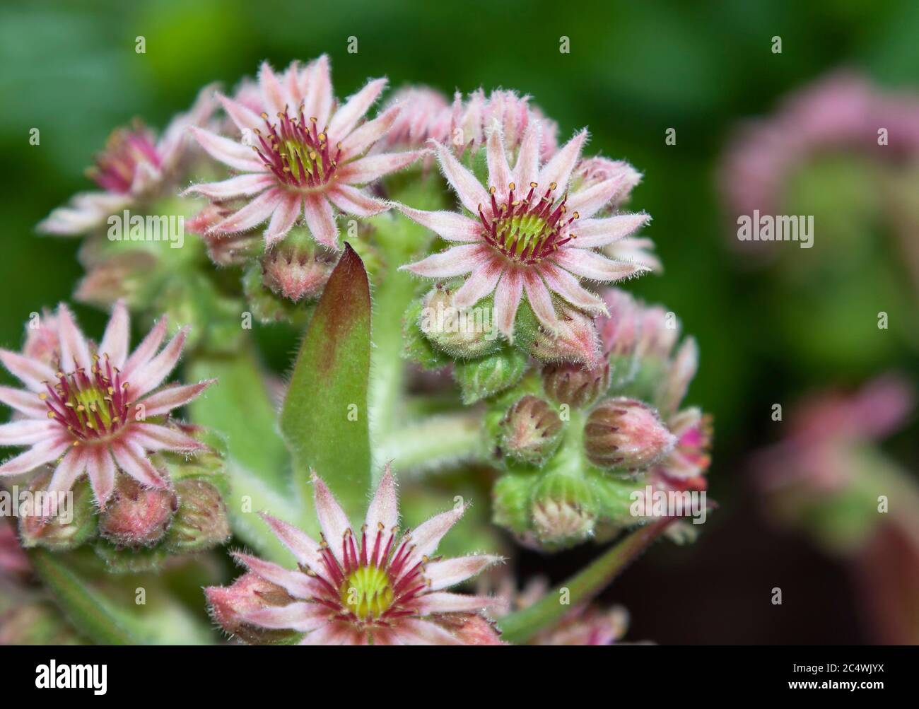 Alpine plants house leek hi-res stock photography and images - Alamy