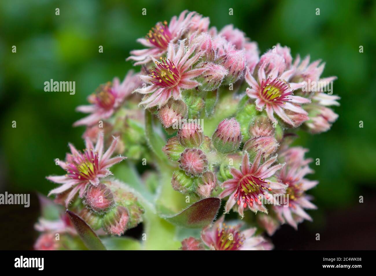 Alpen houseleek hi-res stock photography and images - Alamy