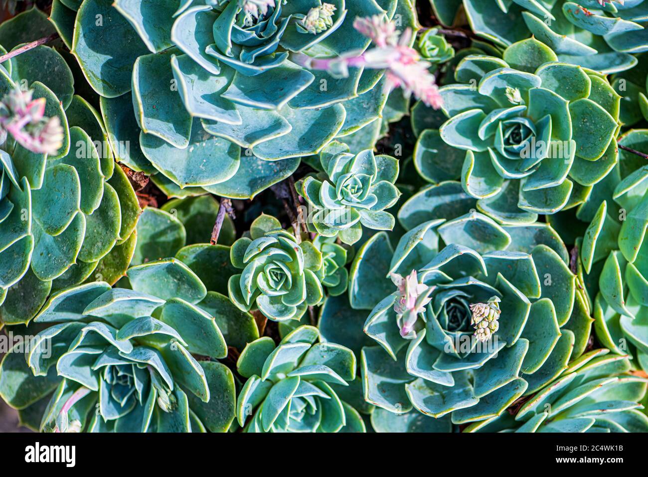 White mexican rose hi-res stock photography and images - Alamy