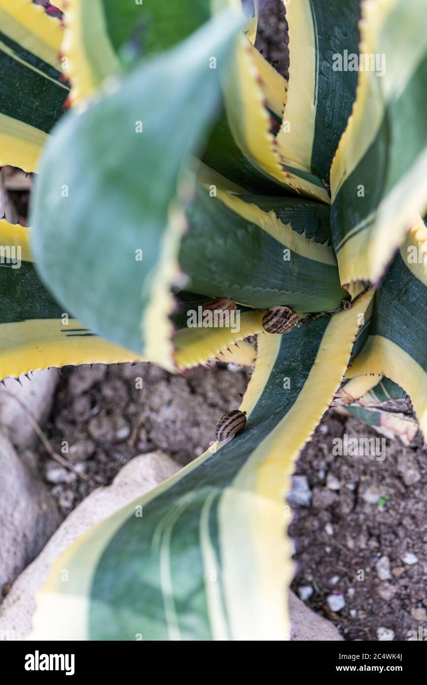 Young century plant, aka "Agave americana variegata 'Marginata ...