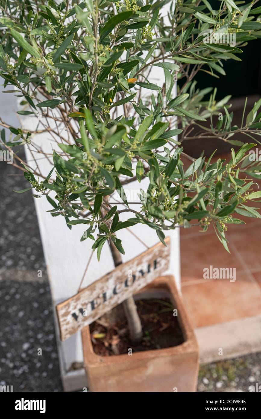 Rustic wood welcome sign hanging on an olive tree in front of a door ...