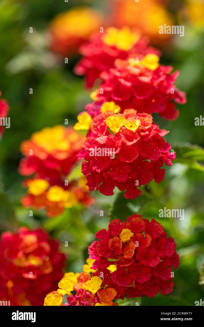 Colorful Hedge Flower Lantana or Weeping Lantana in a garden Stock ...