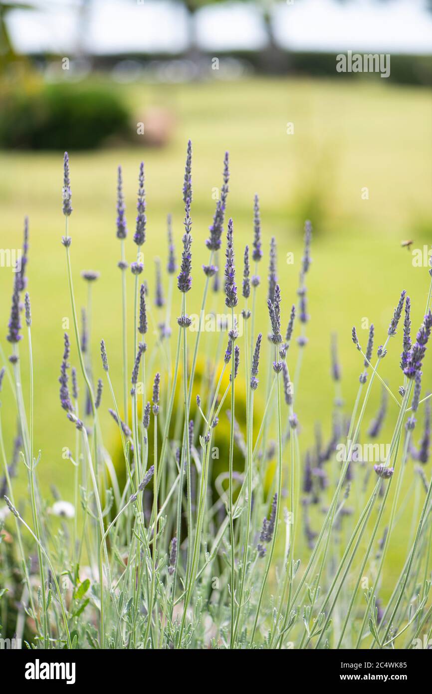 Lavender plant an english garden in summer hi-res stock photography and ...