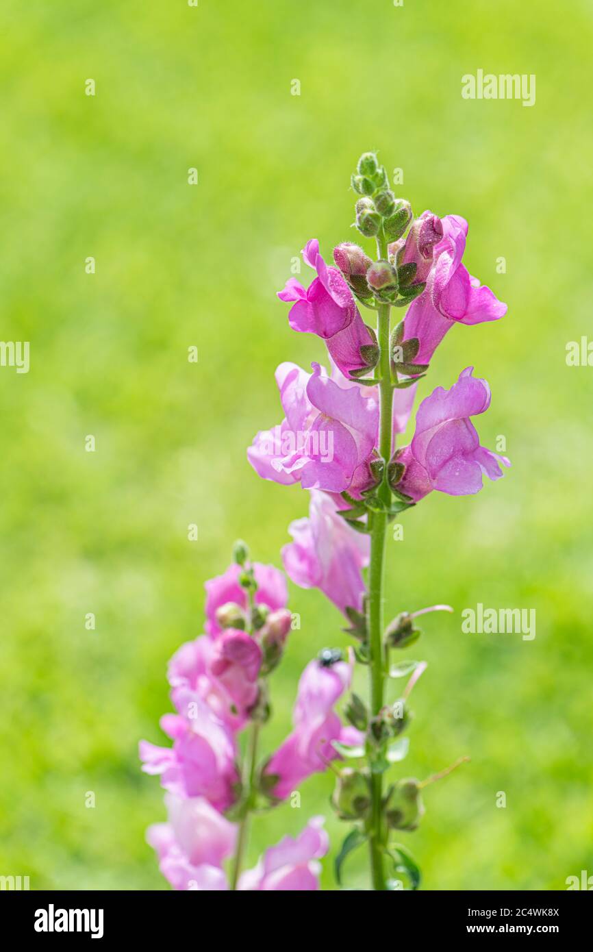 Snapdragon Flower Dead