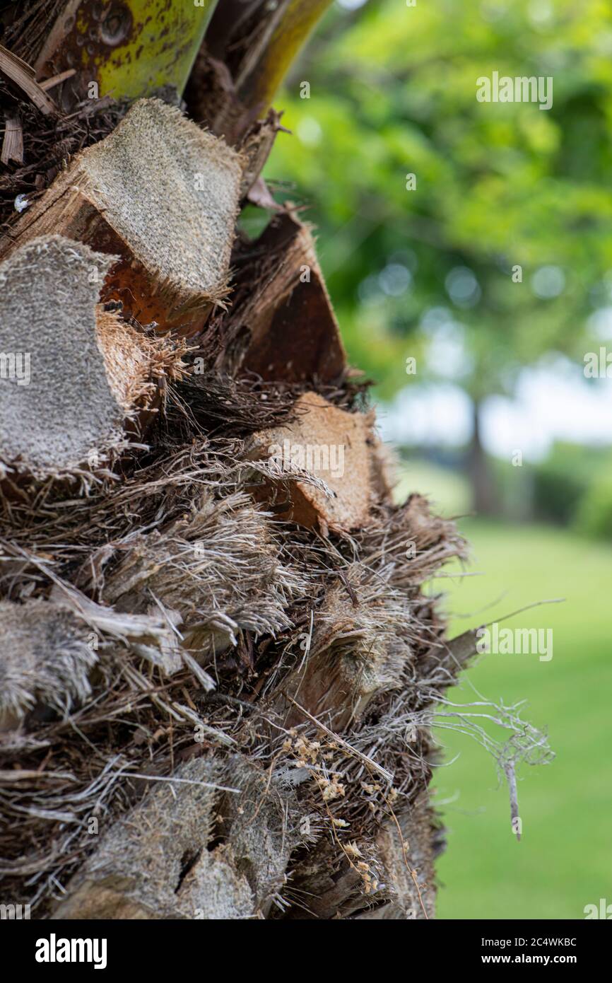 palm-tree-trunk-close-up-photo-summertime-stock-photo-alamy