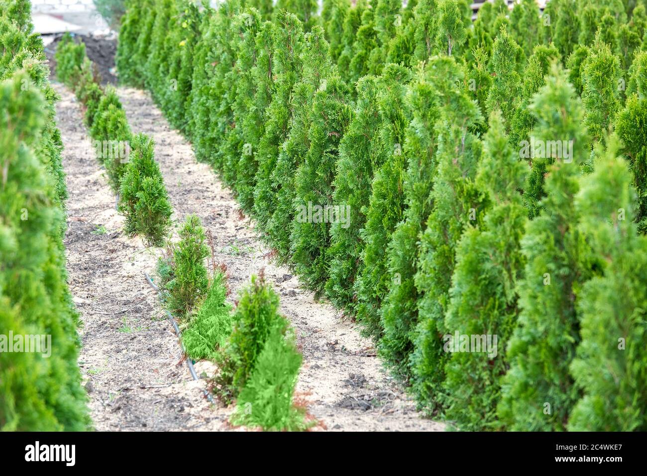 Row of cedar trees hi-res stock photography and images - Alamy