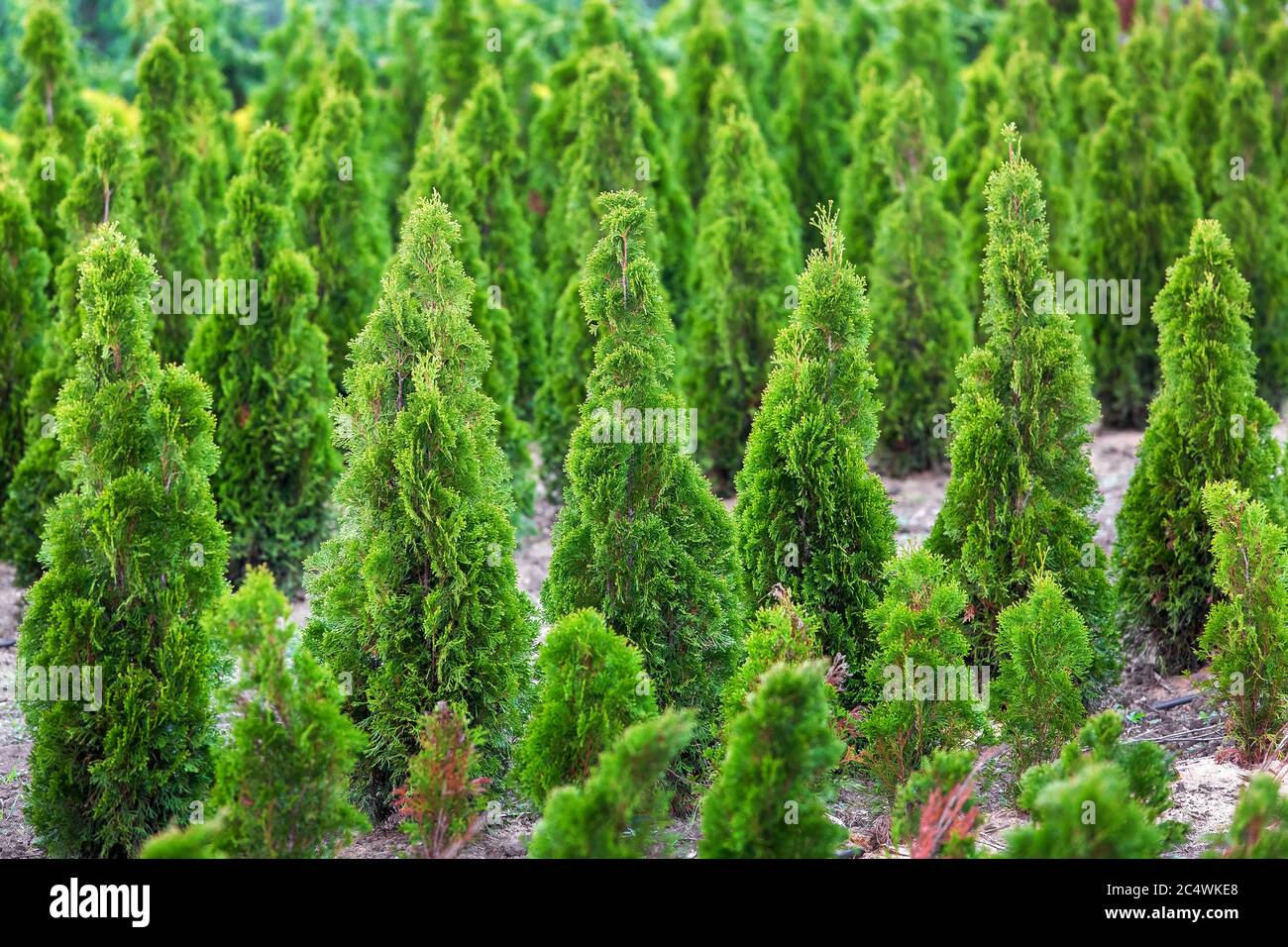 Thuja seedling garden growing in rows, ornamental plants for landscape ...