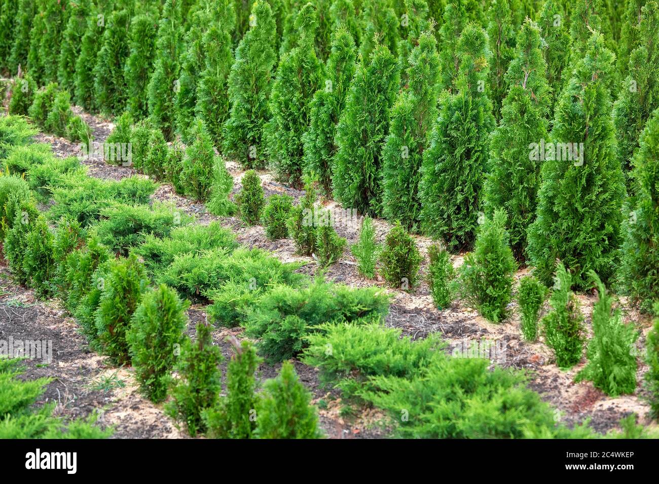 Thuja seedling garden growing in rows, ornamental plants for landscape ...