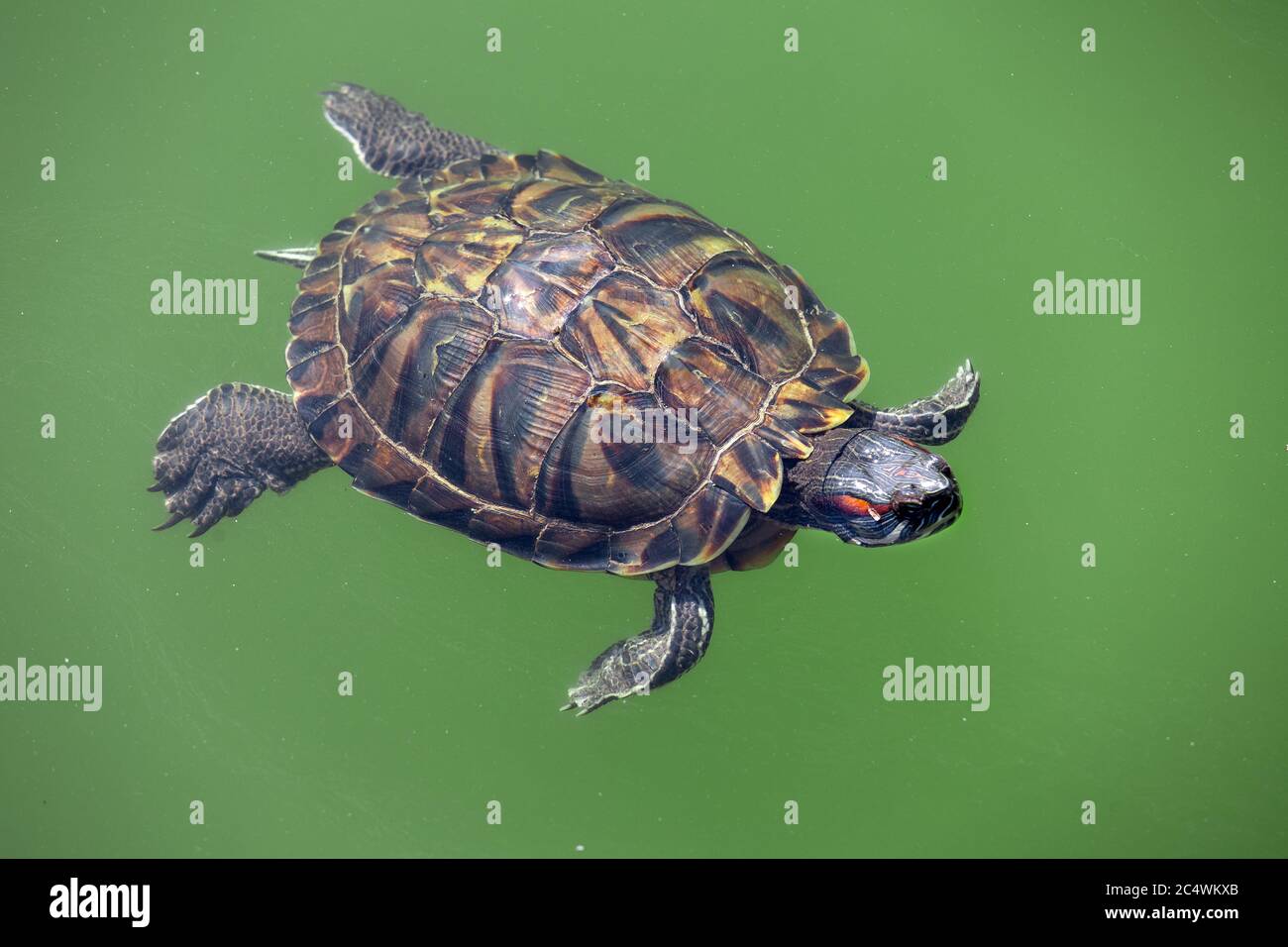 Green sea turtle in current hi-res stock photography and images - Alamy