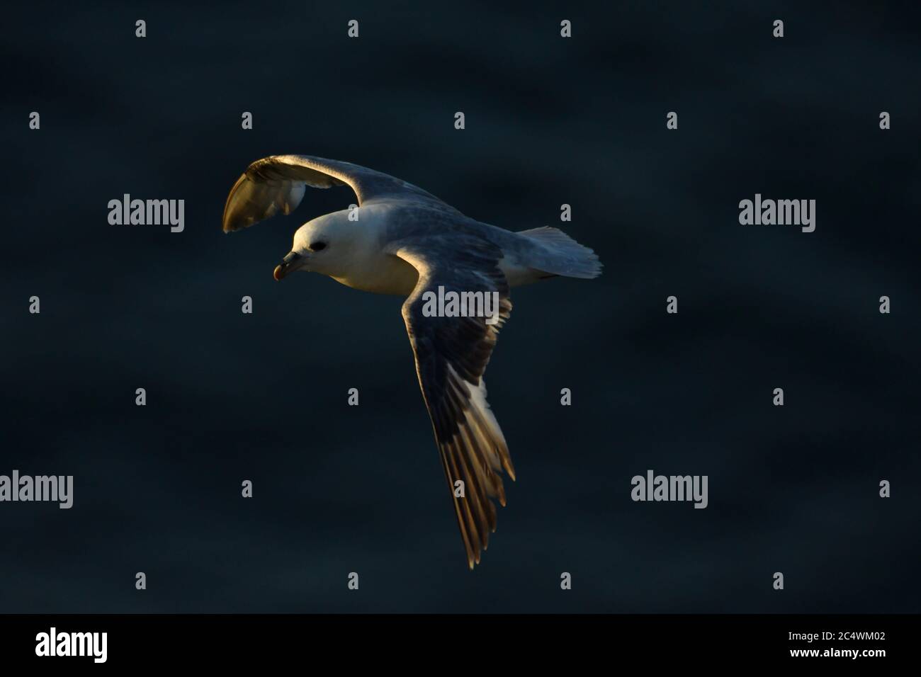 Fulmar wind hi-res stock photography and images - Alamy