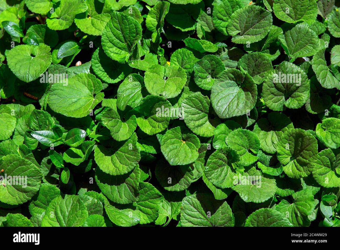 leaves plant texture eco friendly background closeup Stock Photo - Alamy