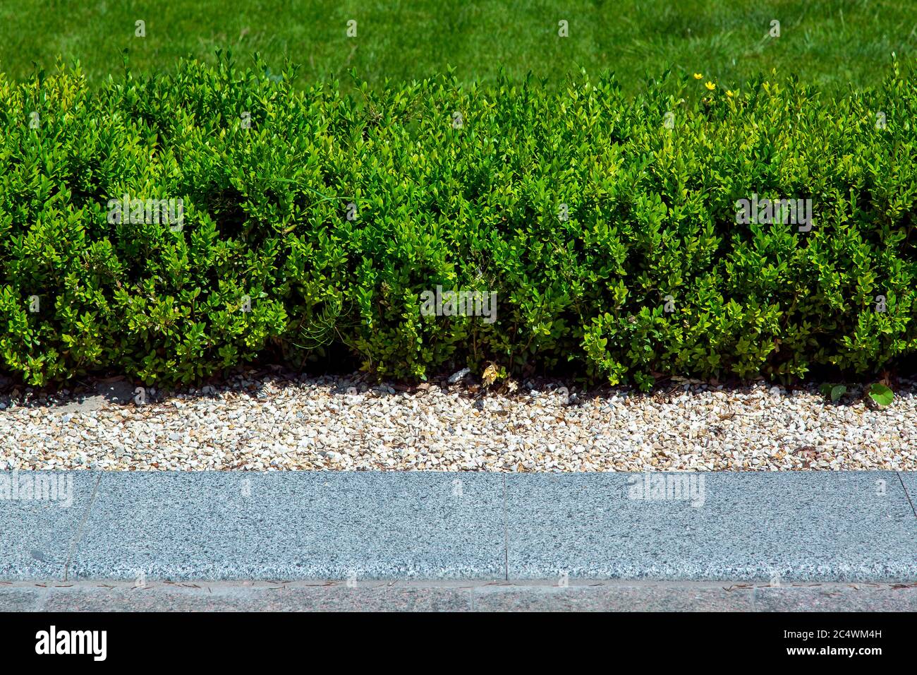 Green hedge of deciduous evergreen bushes strewn with gravel between ...