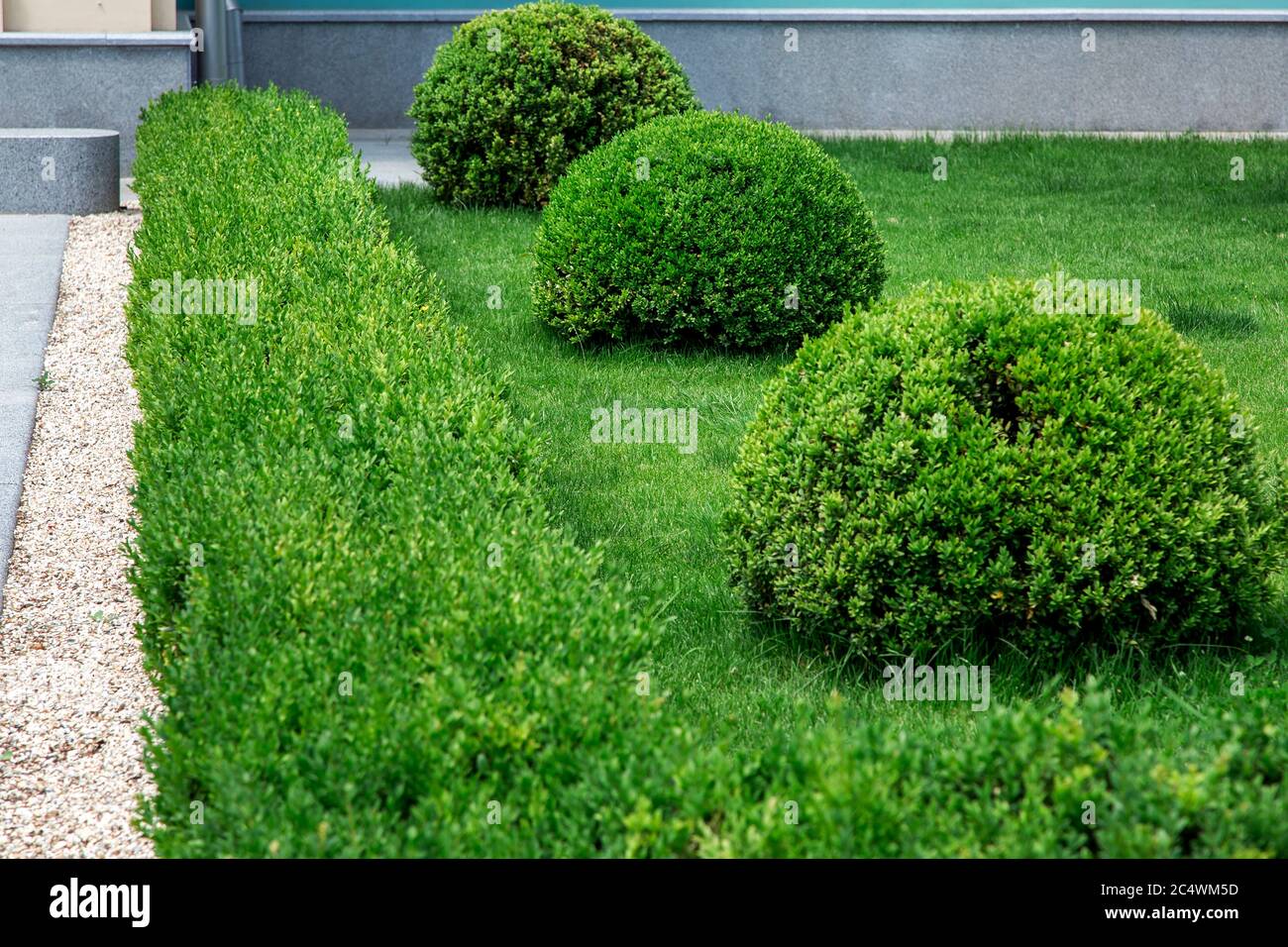 Garden bushes are evergreen, landscape design of green grass and ...