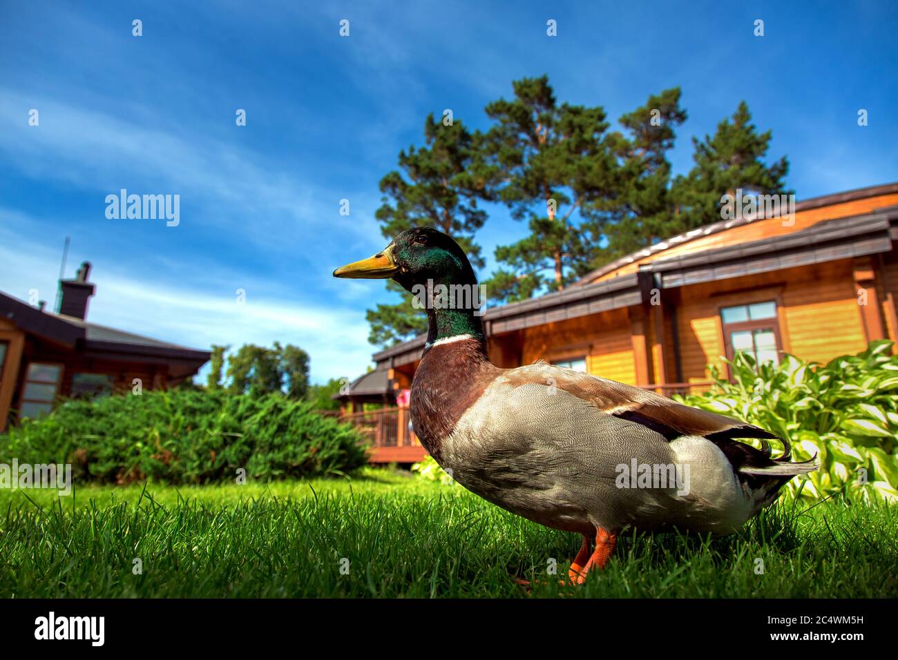 domestic duck on the green grass of the landscape design of a luxury ...