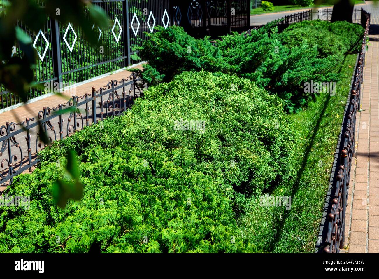 a flowerbed with green grass and bushes planted along the pedestrian ...
