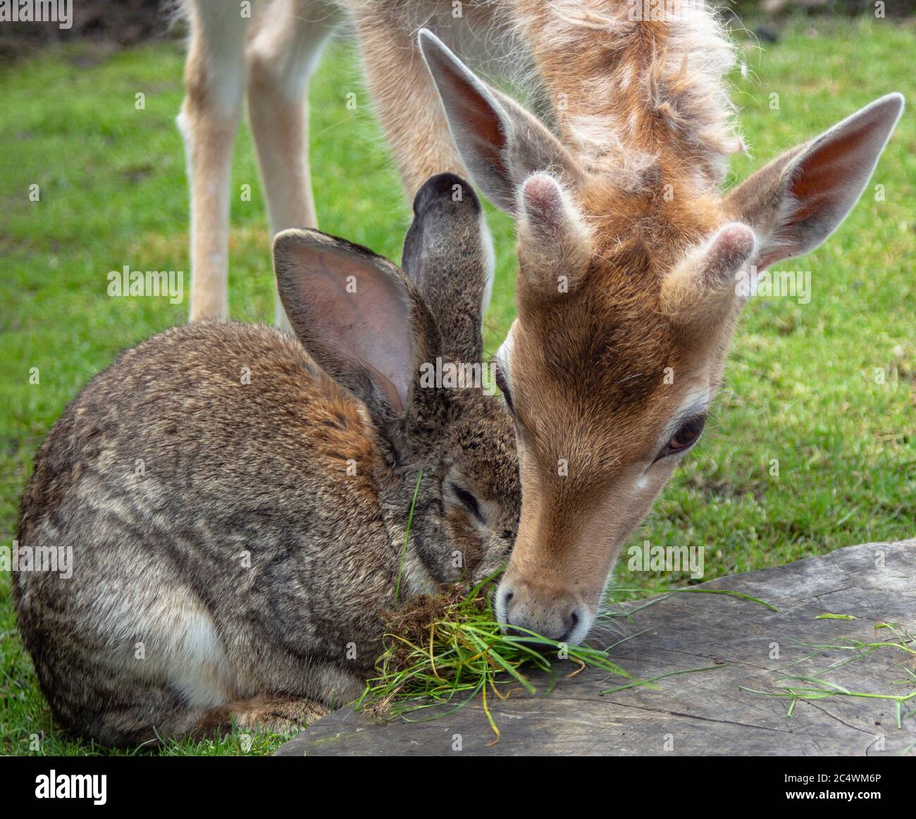 live together. Portrait of a little deer and a rabbit Stock Photo - Alamy