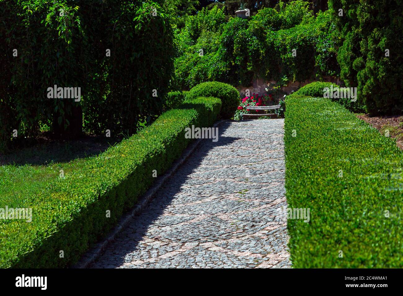 green hedge from the bushes sidewalk pedestrian zone, a green area in ...