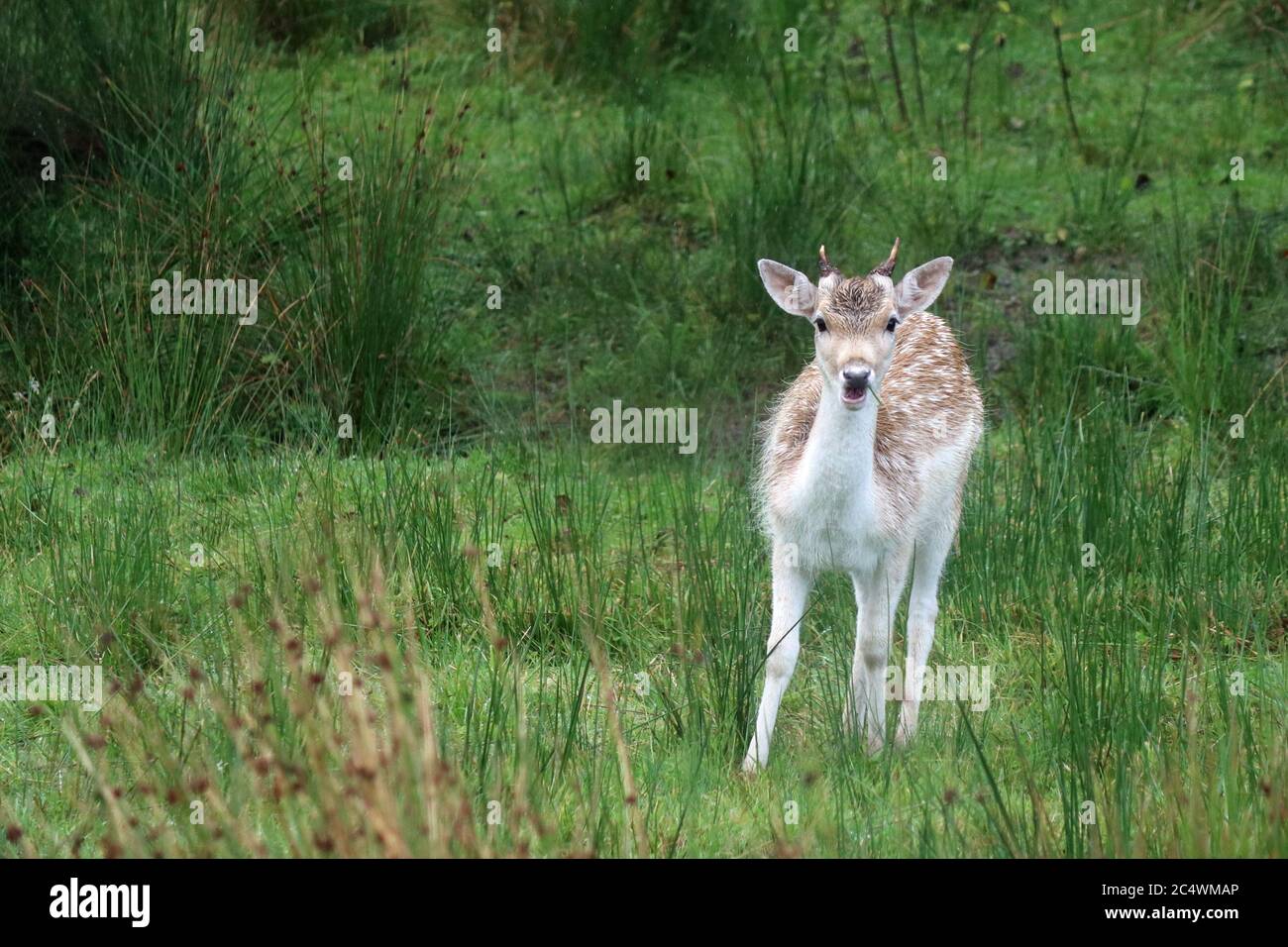 Fallow deer (Dama dama) among reed, young stag, Scotland Stock Photo ...
