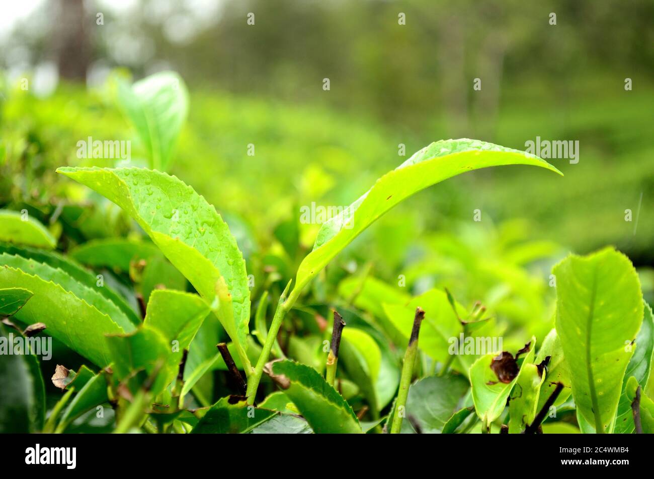 Tea leaf close up plant growing hi-res stock photography and images - Alamy