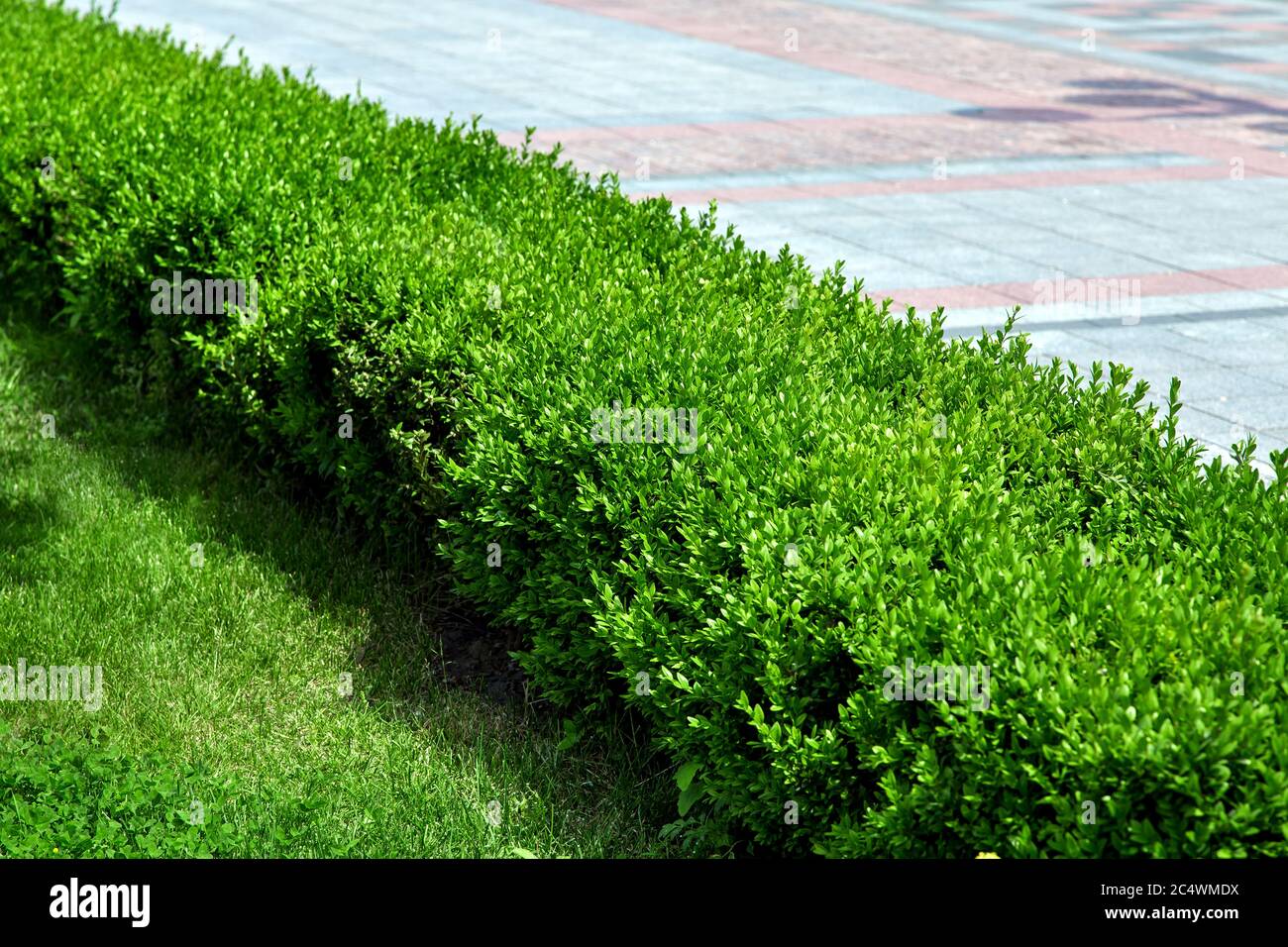 A green hedge of deciduous evergreen bushes against the background of a ...