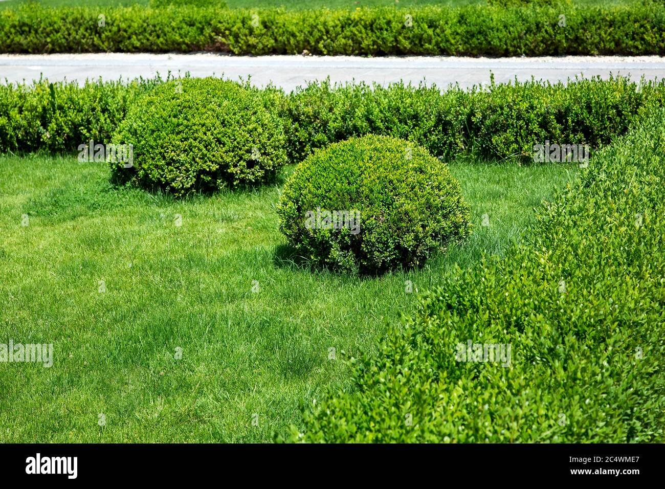 Lawn with oval-shaped bushes and a square in the form of a hedge, green ...