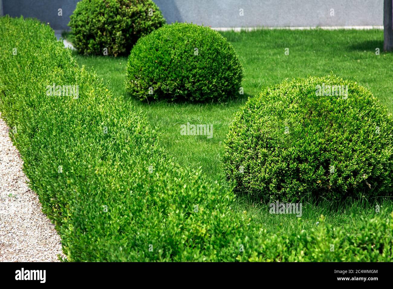 landscape design of the bushes in the form of hedges and spherical ...