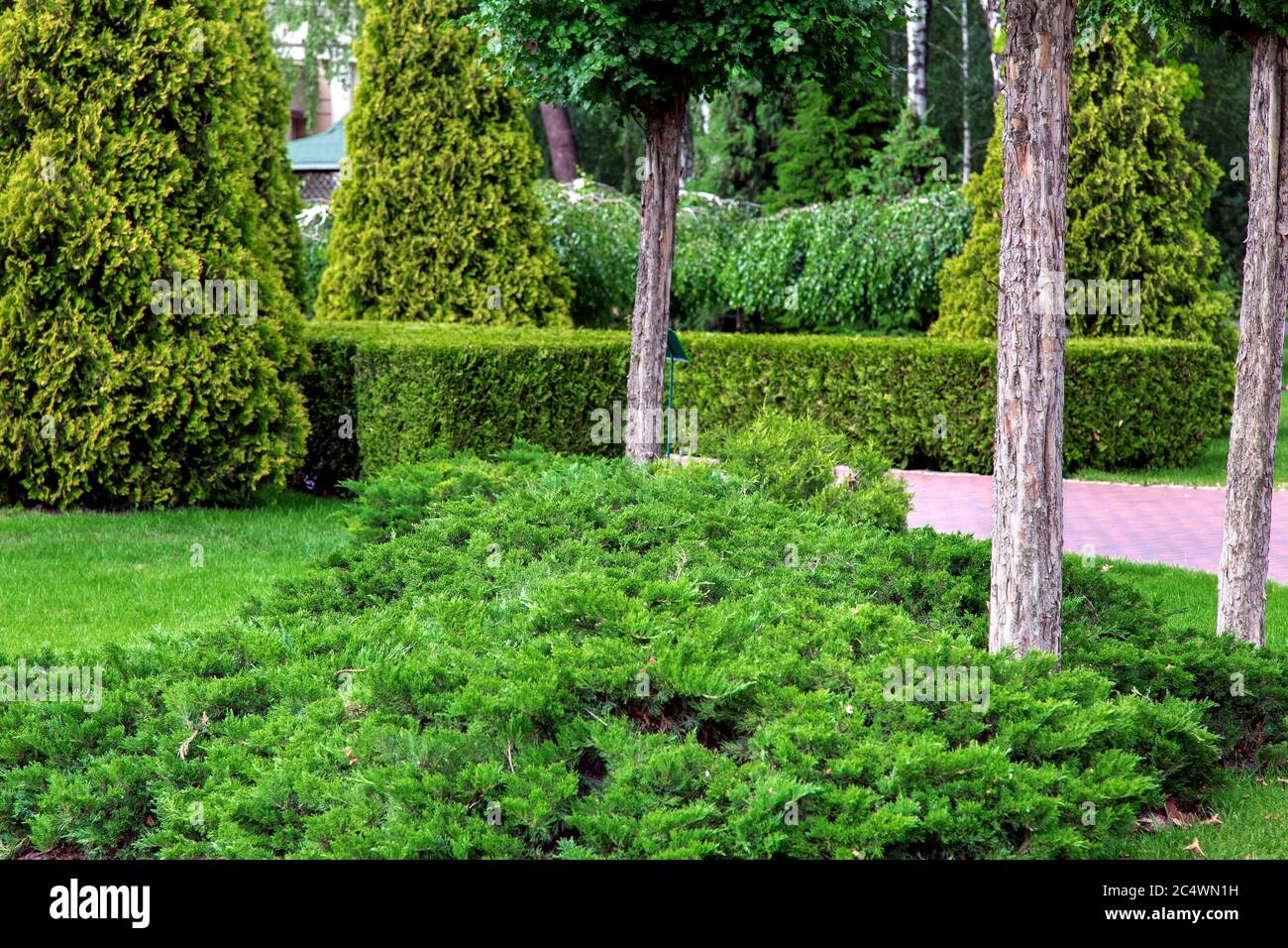 Garden with evergreen thuja bush, trimmed and trunks of pine trees ...