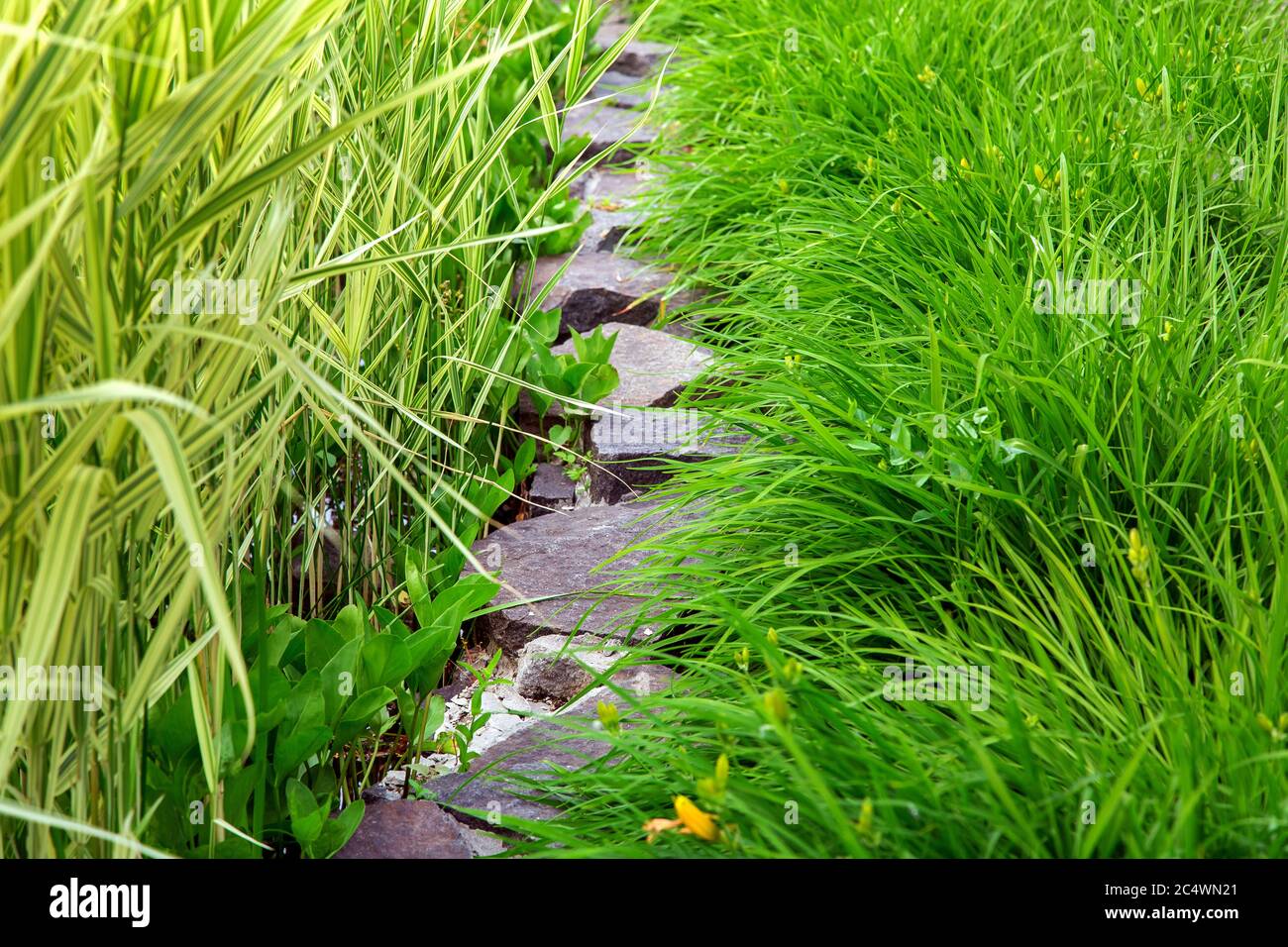 path from a decorative stone to a green plant from plants with ...
